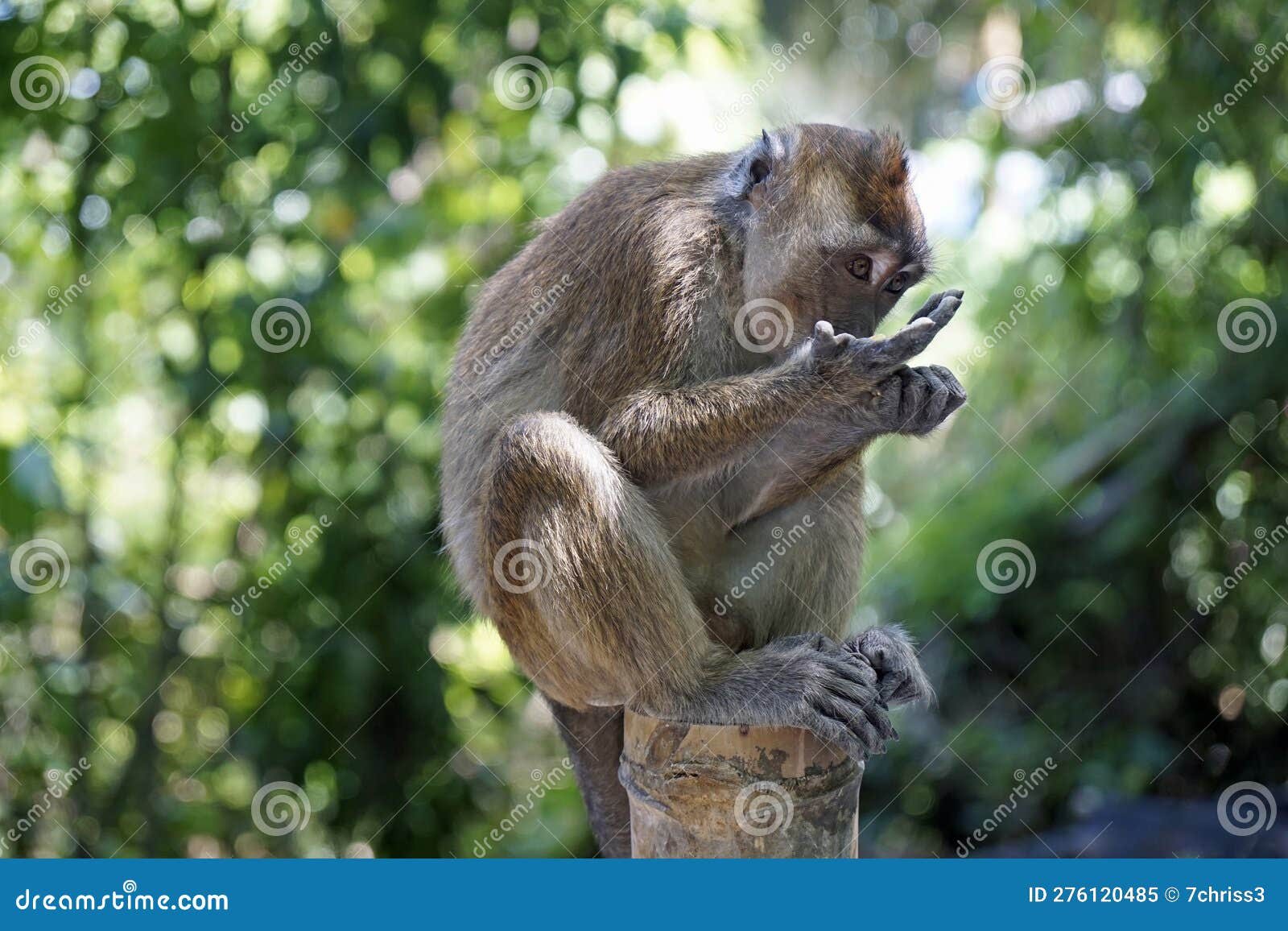 Macaque Monkey in Oslob on Cebu Island Stock Image - Image of wildlife ...