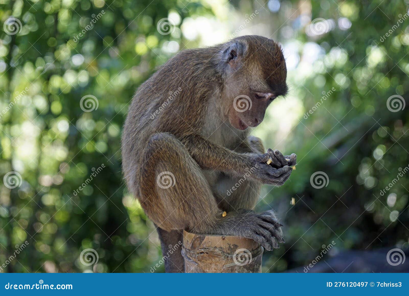 Macaque Monkey in Oslob on Cebu Island Stock Image - Image of wildlife ...
