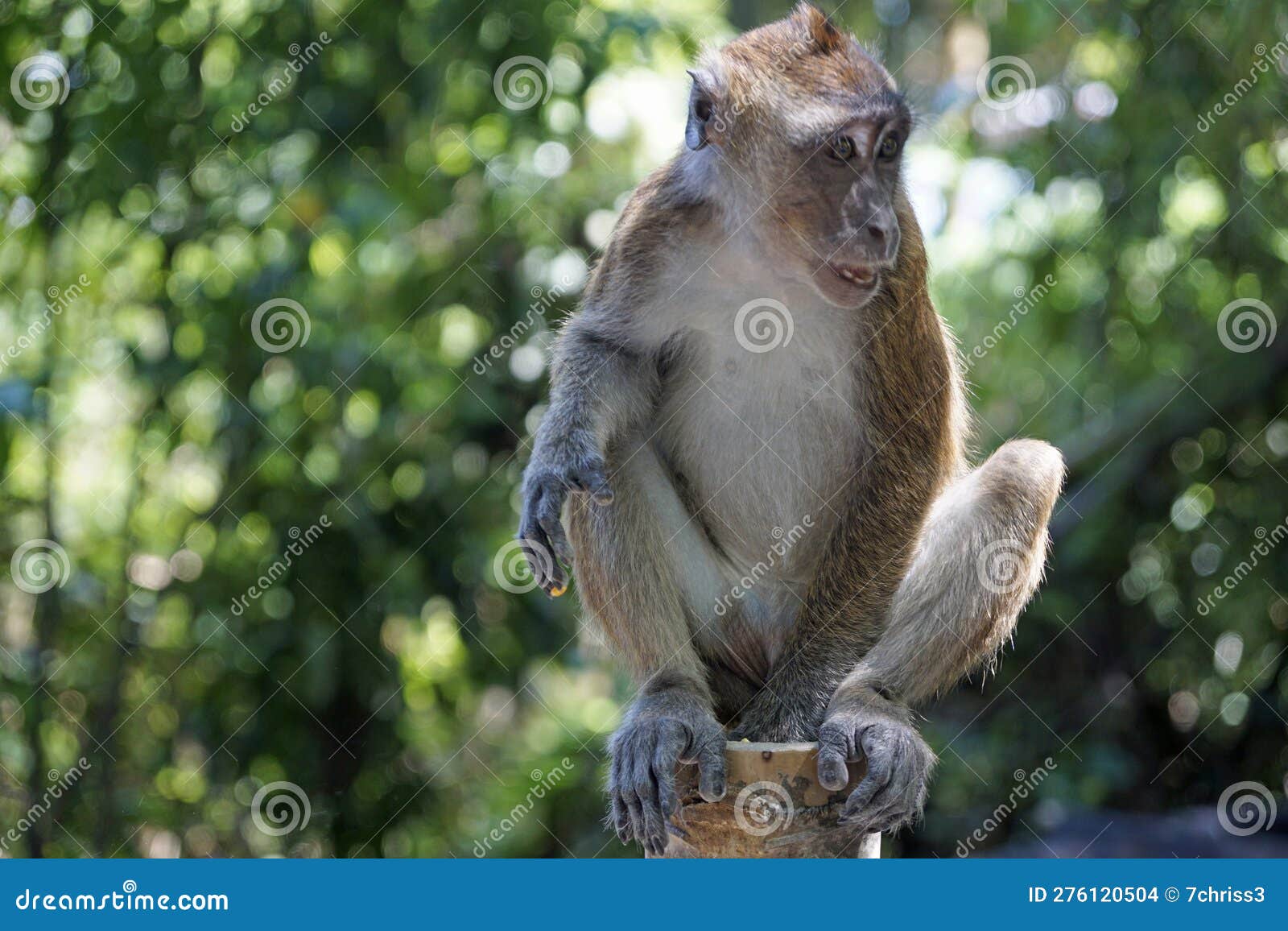 Macaque Monkey in Oslob on Cebu Island Stock Photo - Image of ...