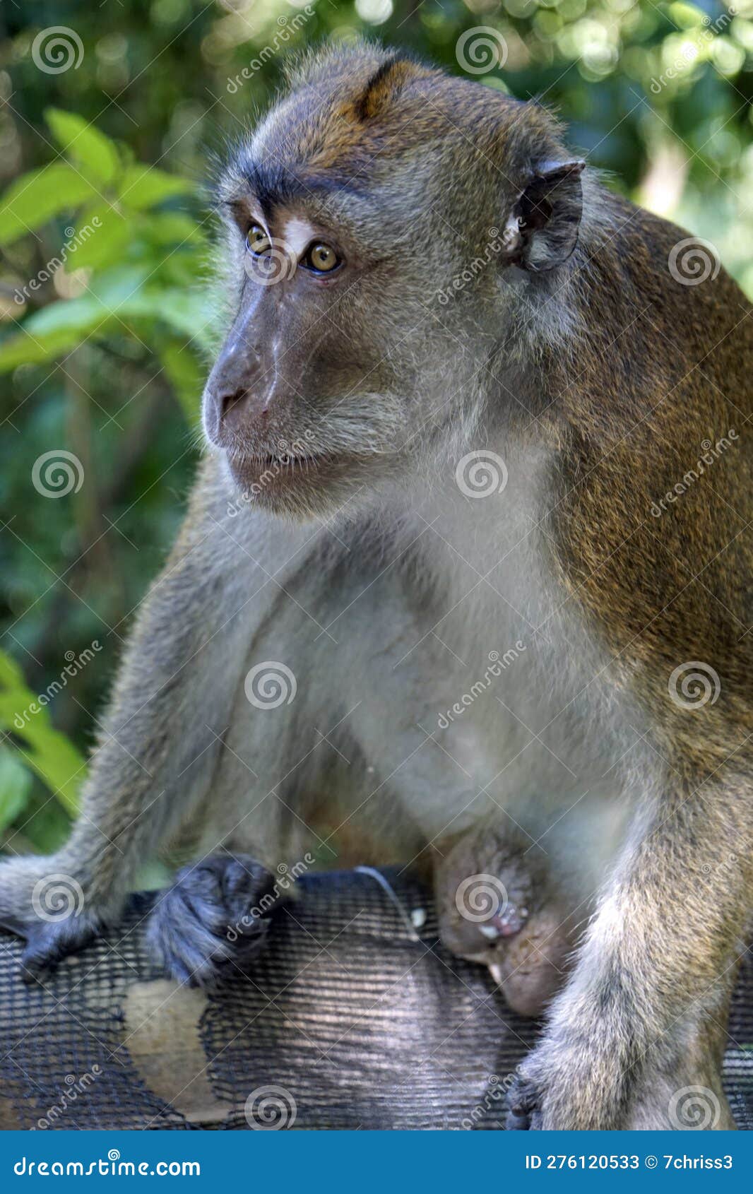 Macaque Monkey in Oslob on Cebu Island Stock Image - Image of nature ...