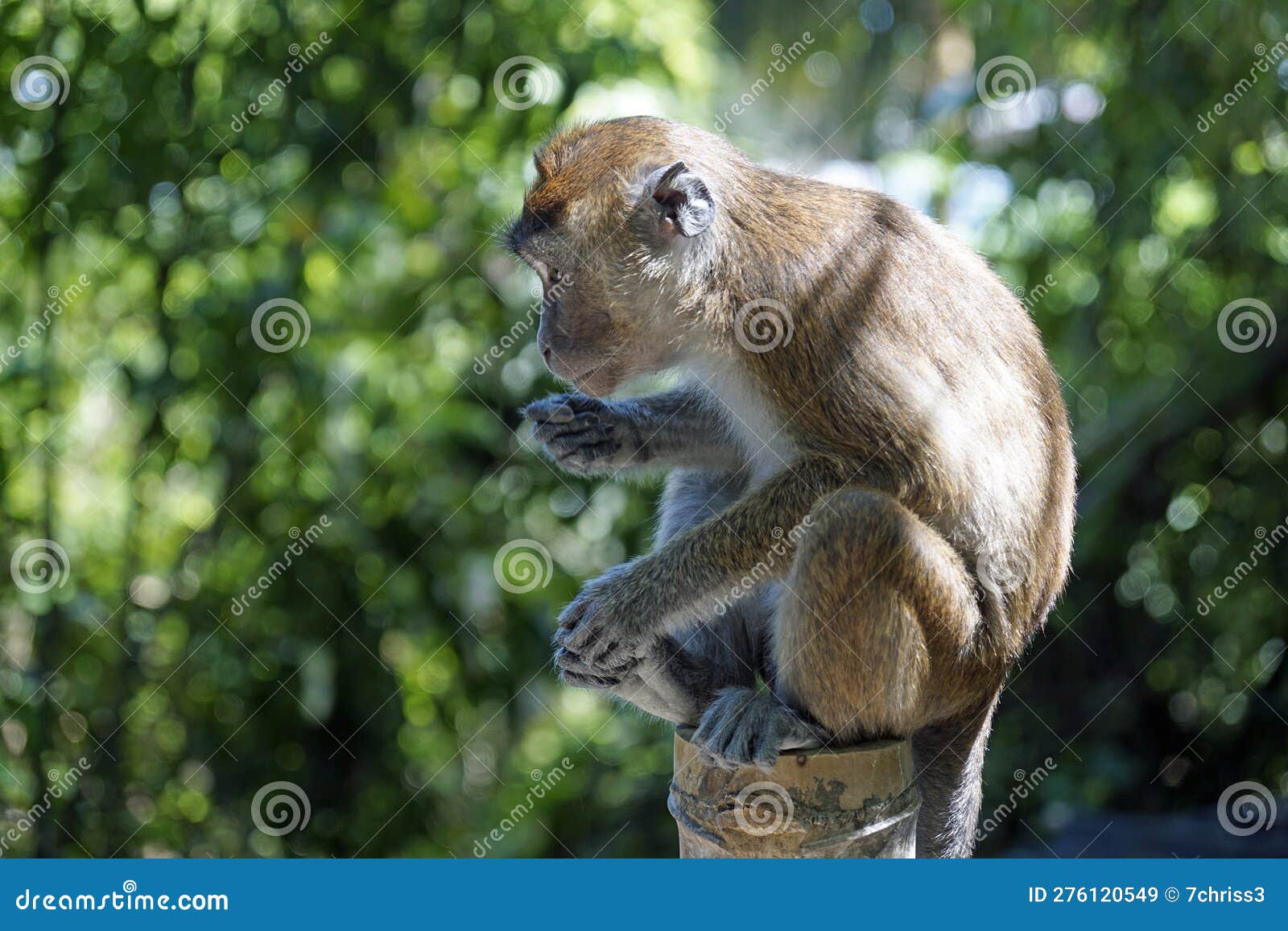 Macaque Monkey in Oslob on Cebu Island Stock Image - Image of asia ...