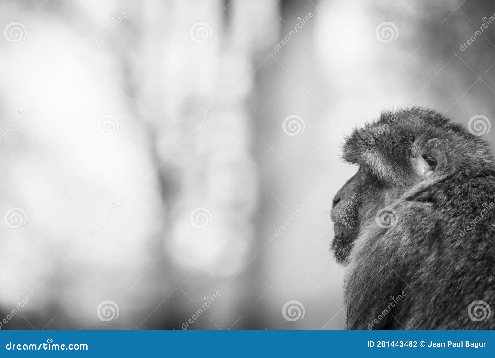 Macaque Monkey Over the Shoulder, Looking Sad Stock Photo - Image of ...