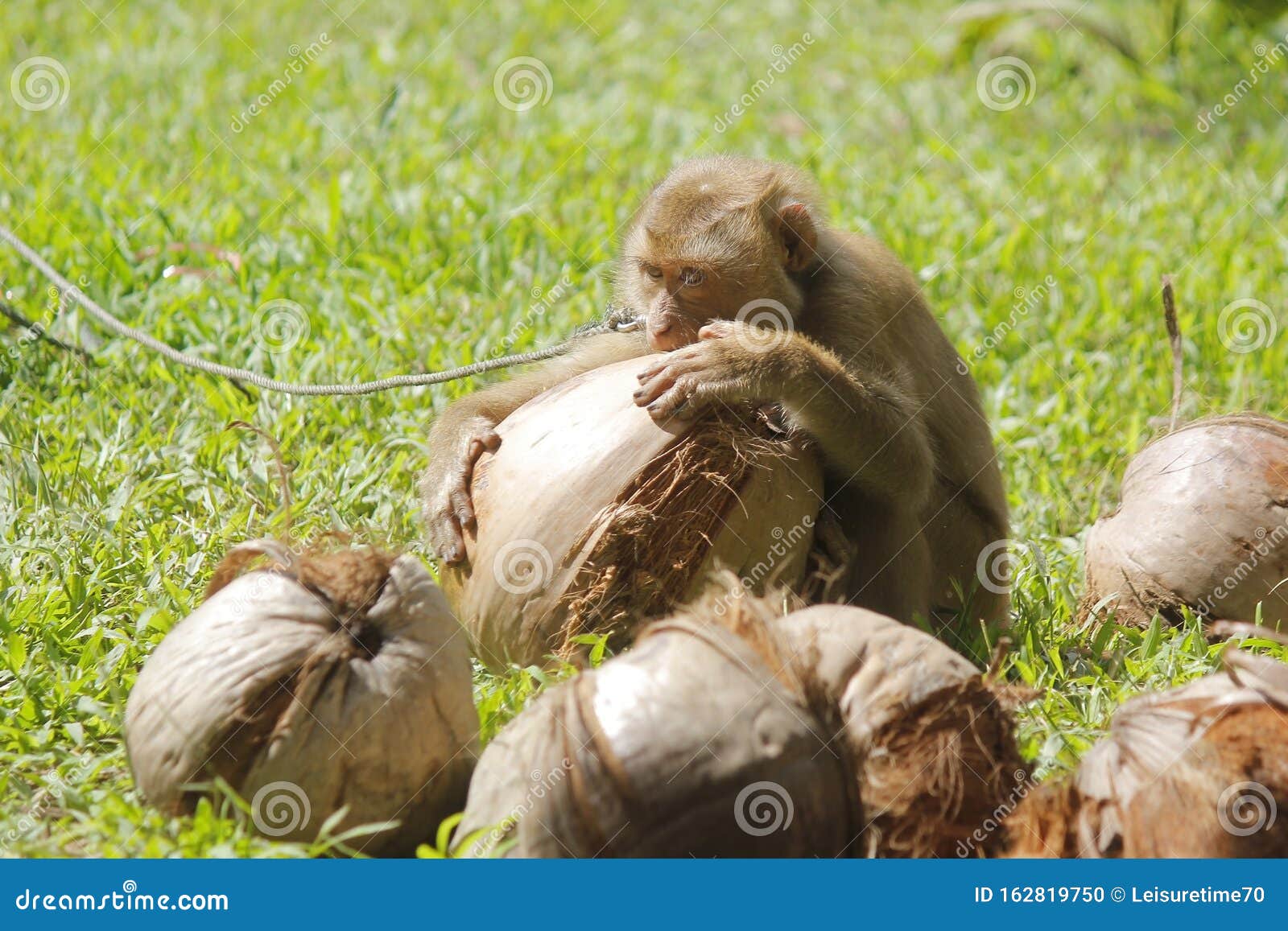 Macaque Monkey is Peeling the Coconut Stock Photo - Image of tree, wild ...