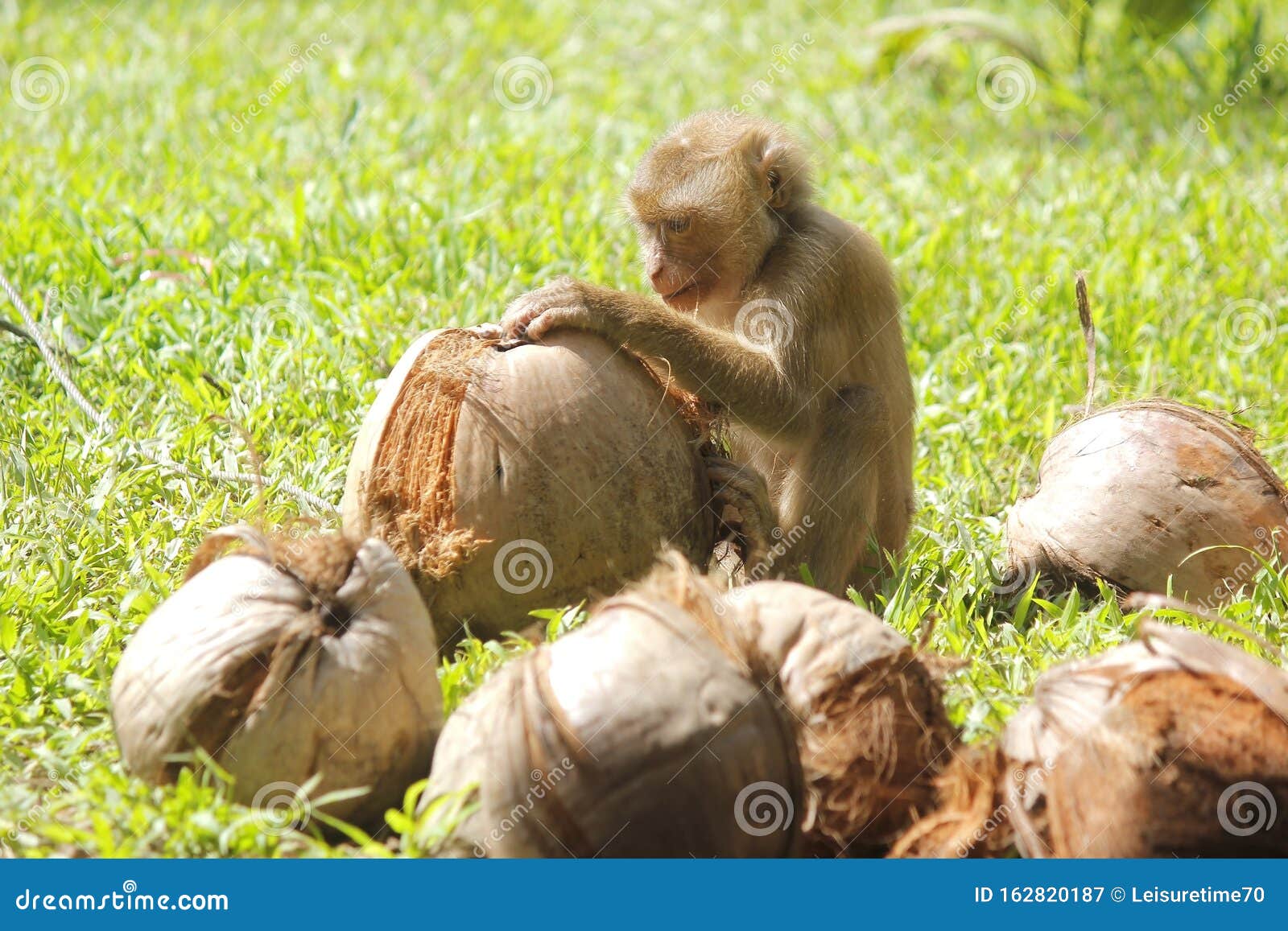 Macaque Monkey is Peeling the Coconut Stock Image - Image of green ...
