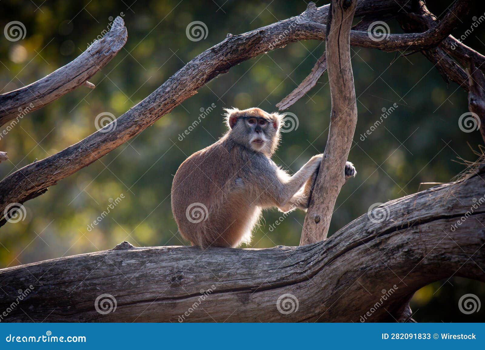 Macaque Monkey Perched Atop a Gnarled Tree Branch, Surveying Its ...