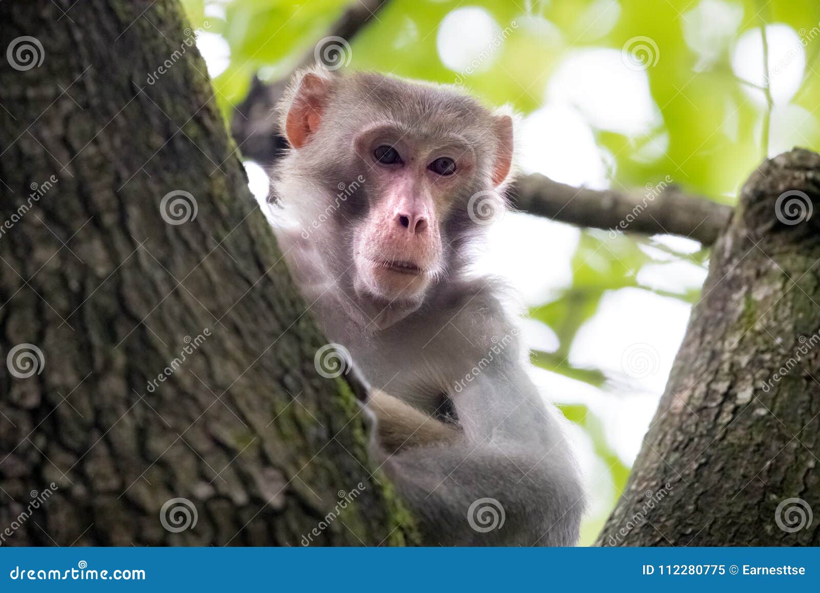 Macaque Monkey Perching on Tree Stock Image - Image of monkey, portrait ...