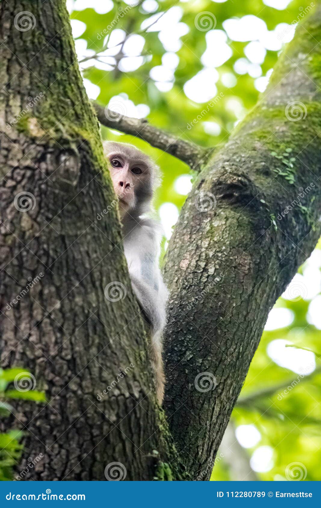 Macaque Monkey Perching on Tree Stock Image - Image of juvenile, cute ...