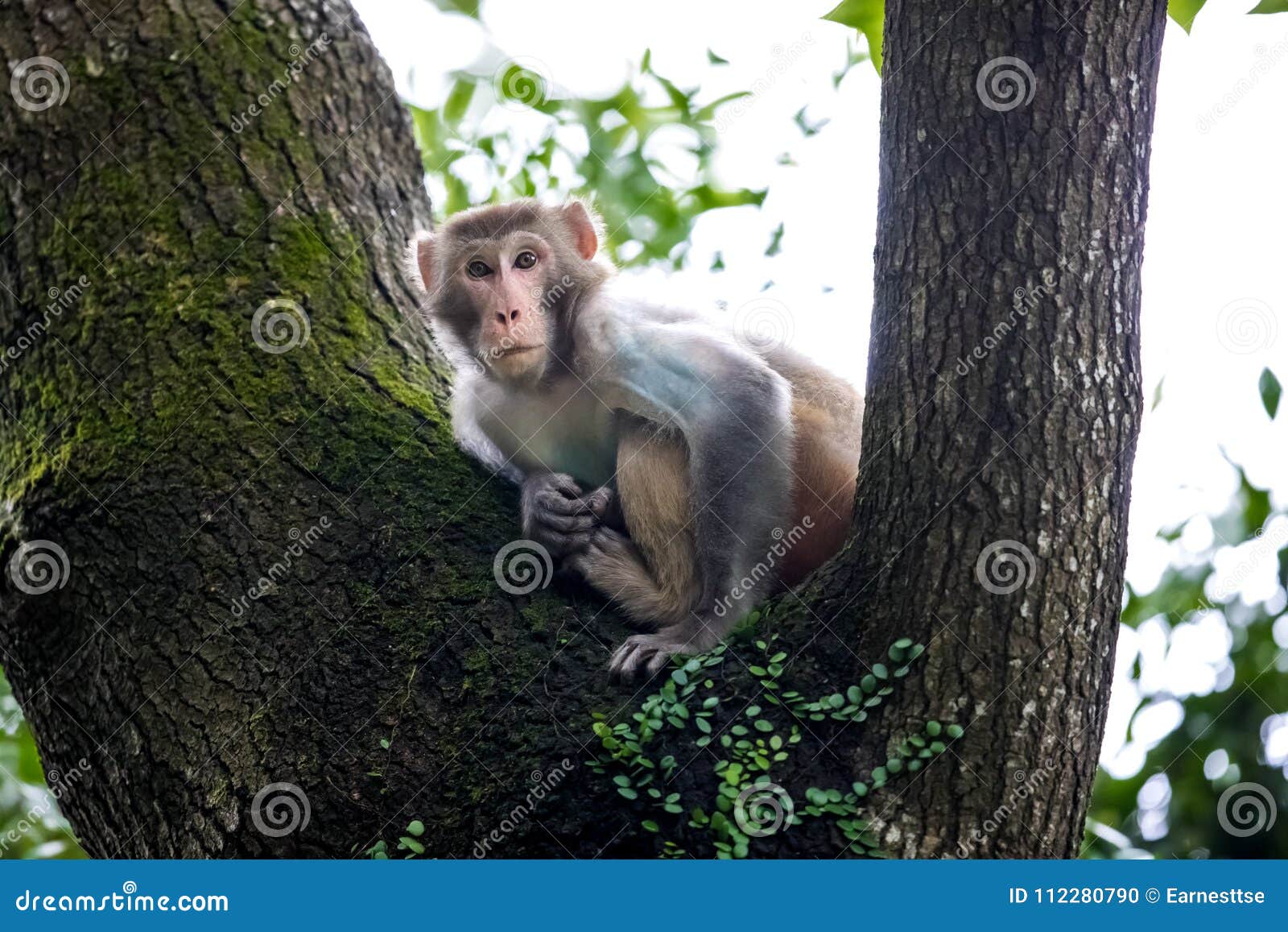 Macaque Monkey Perching on Tree Stock Photo - Image of nipple, forest ...