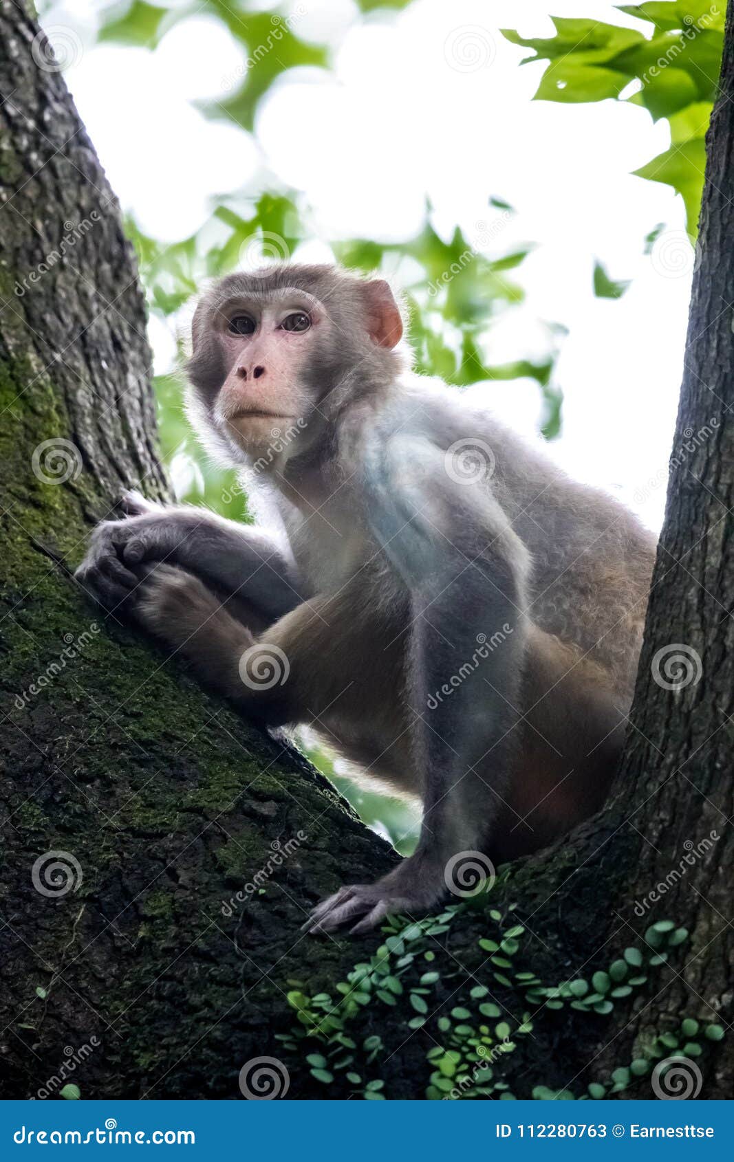 Macaque Monkey Perching on Tree Stock Image - Image of hairy, forest ...
