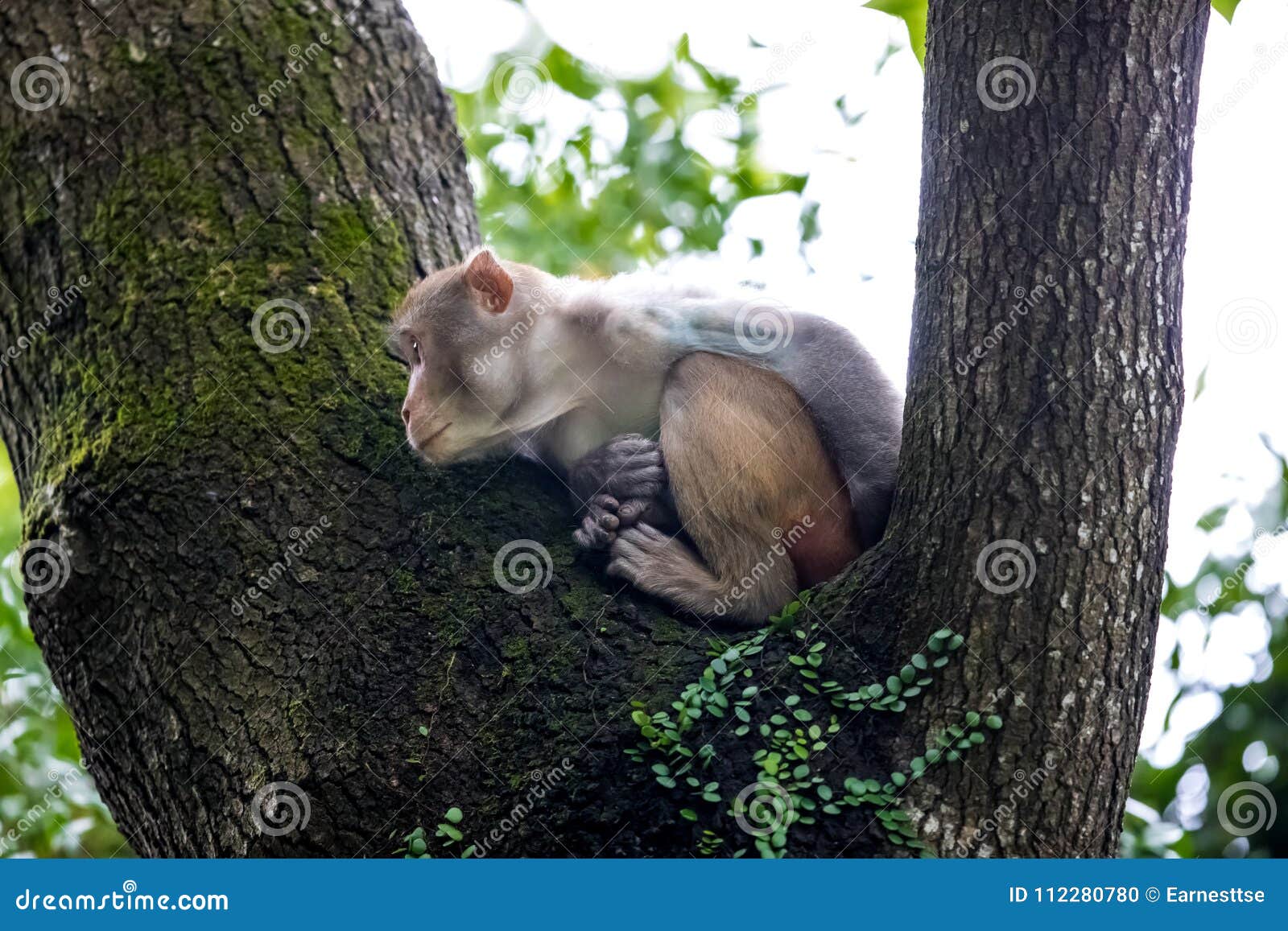 Macaque Monkey Perching on Tree Stock Photo - Image of outdoors, mammal ...