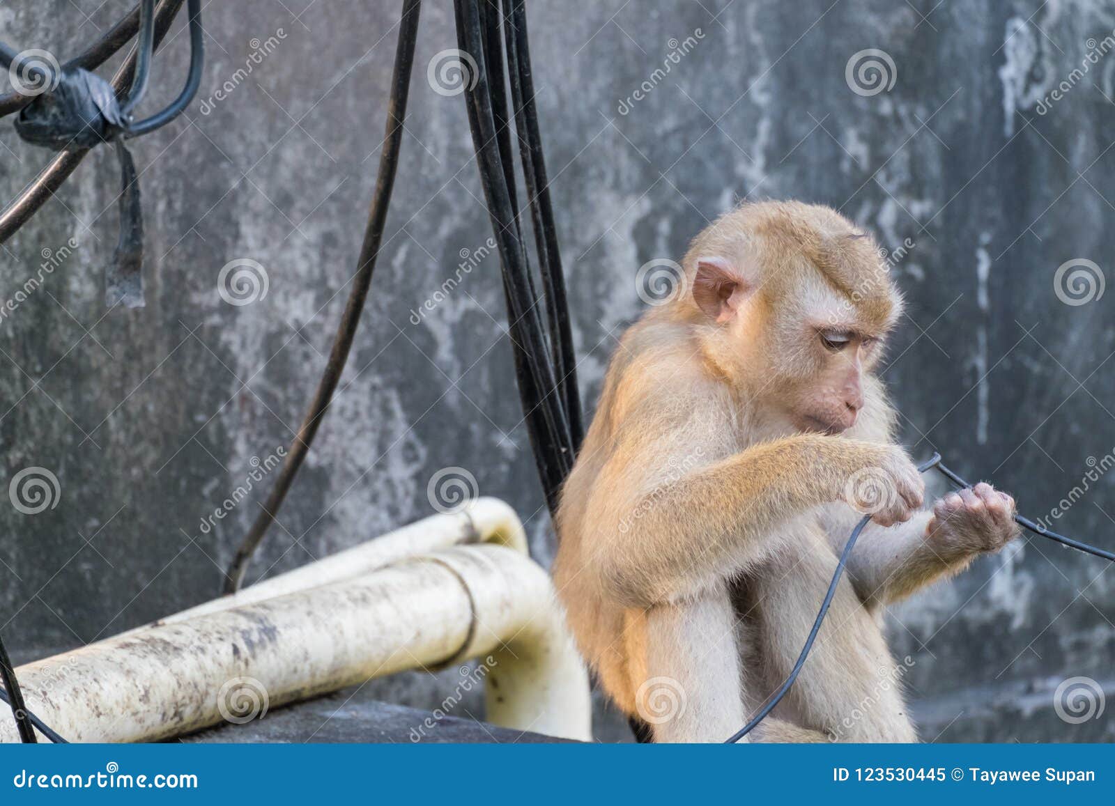 Macaque Monkey Playing Wire on the Road in Khao Rang Hill, Phuket ...
