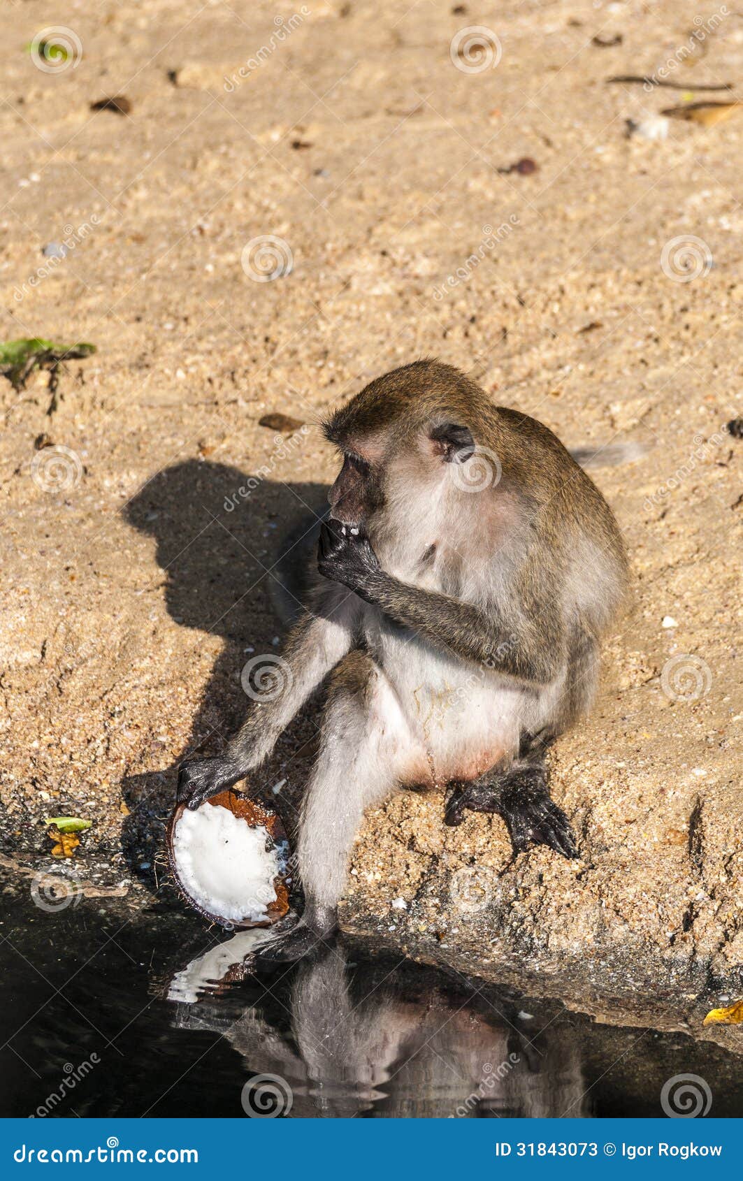 Macaque Monkey Plays on the Nature Stock Image - Image of playing ...