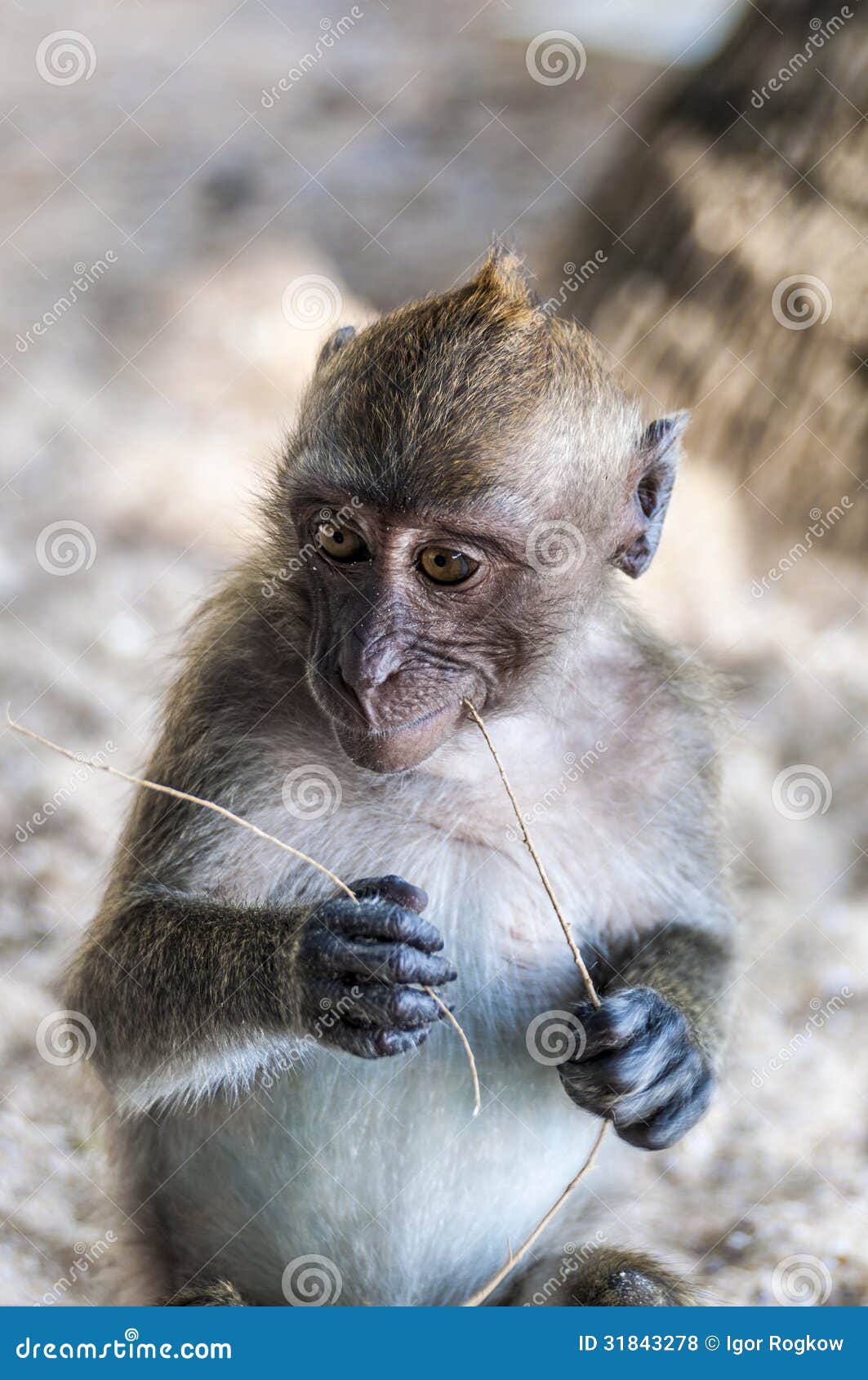 Macaque Monkey Plays on the Nature Stock Photo - Image of playful ...