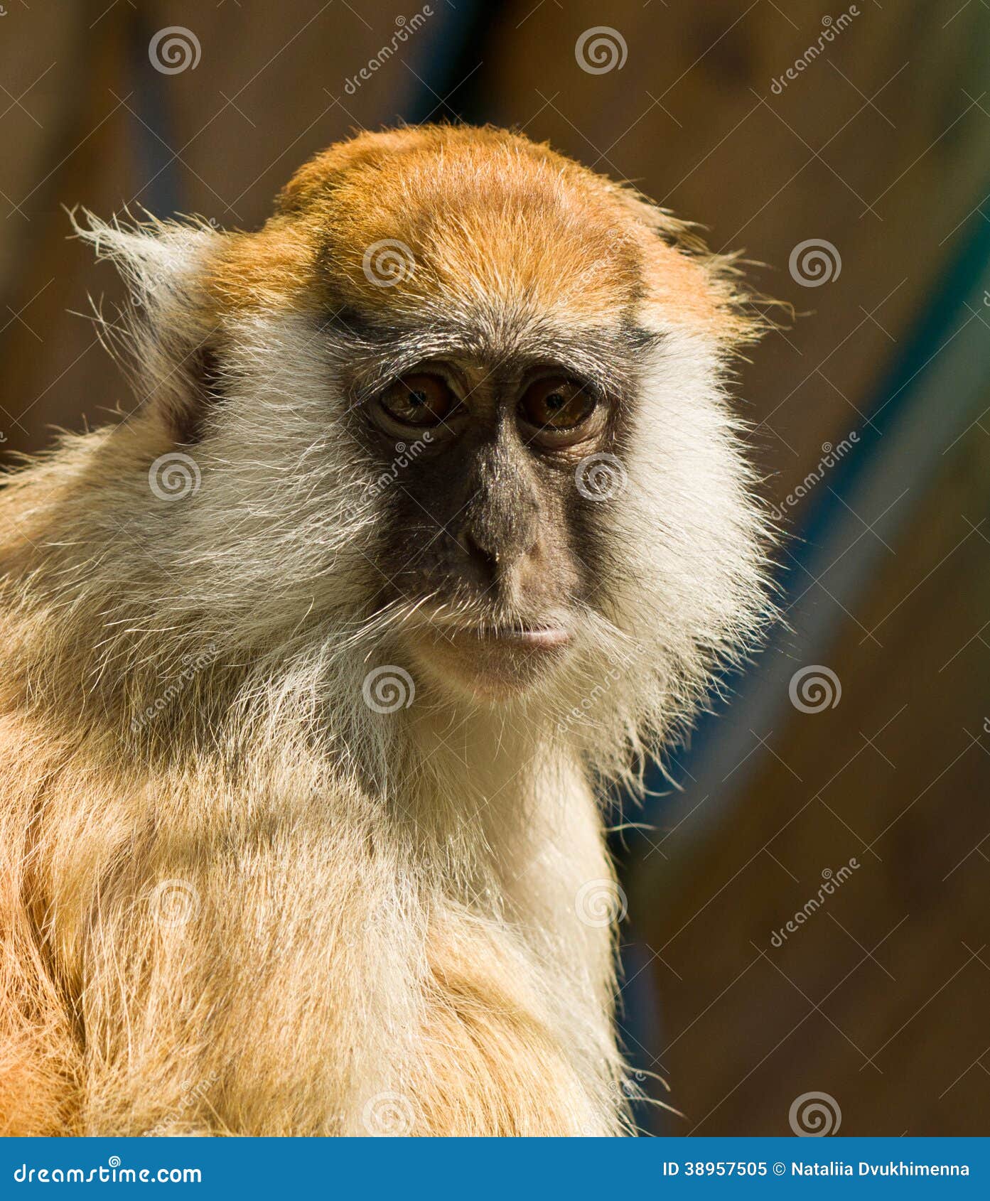 Macaque monkey stock image. Image of black, wildlife - 38957505