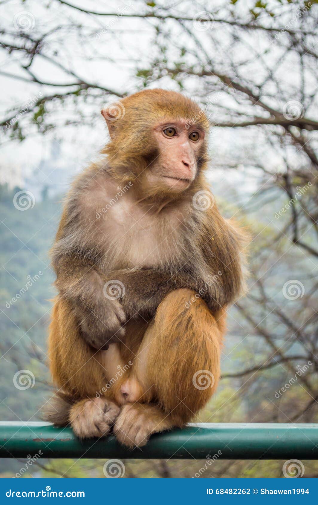 Macaque Monkey Portrait - Curious Stock Photo - Image of gape, daze ...
