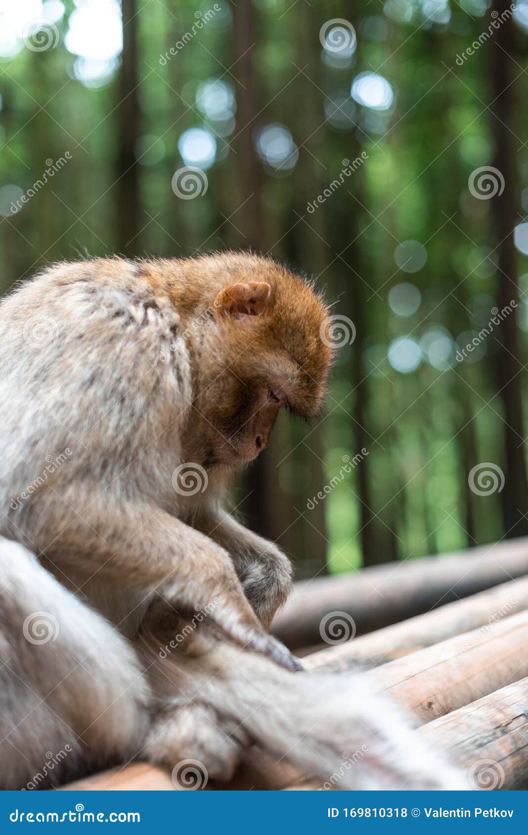 Macaque Monkey Portrait with Rainforest Background Closeup Fluffy Cute ...