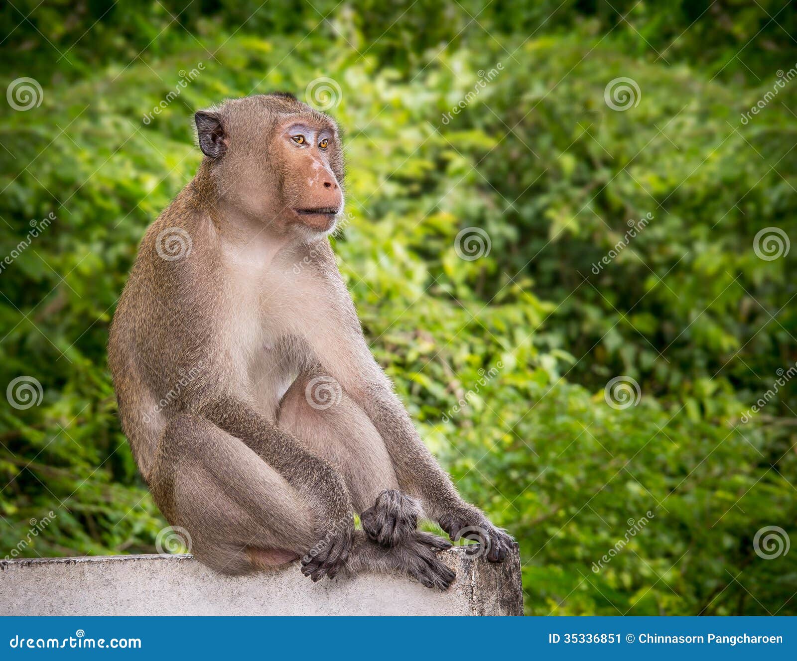 Macaque Monkey stock image. Image of outdoor, asian, wild - 35336851