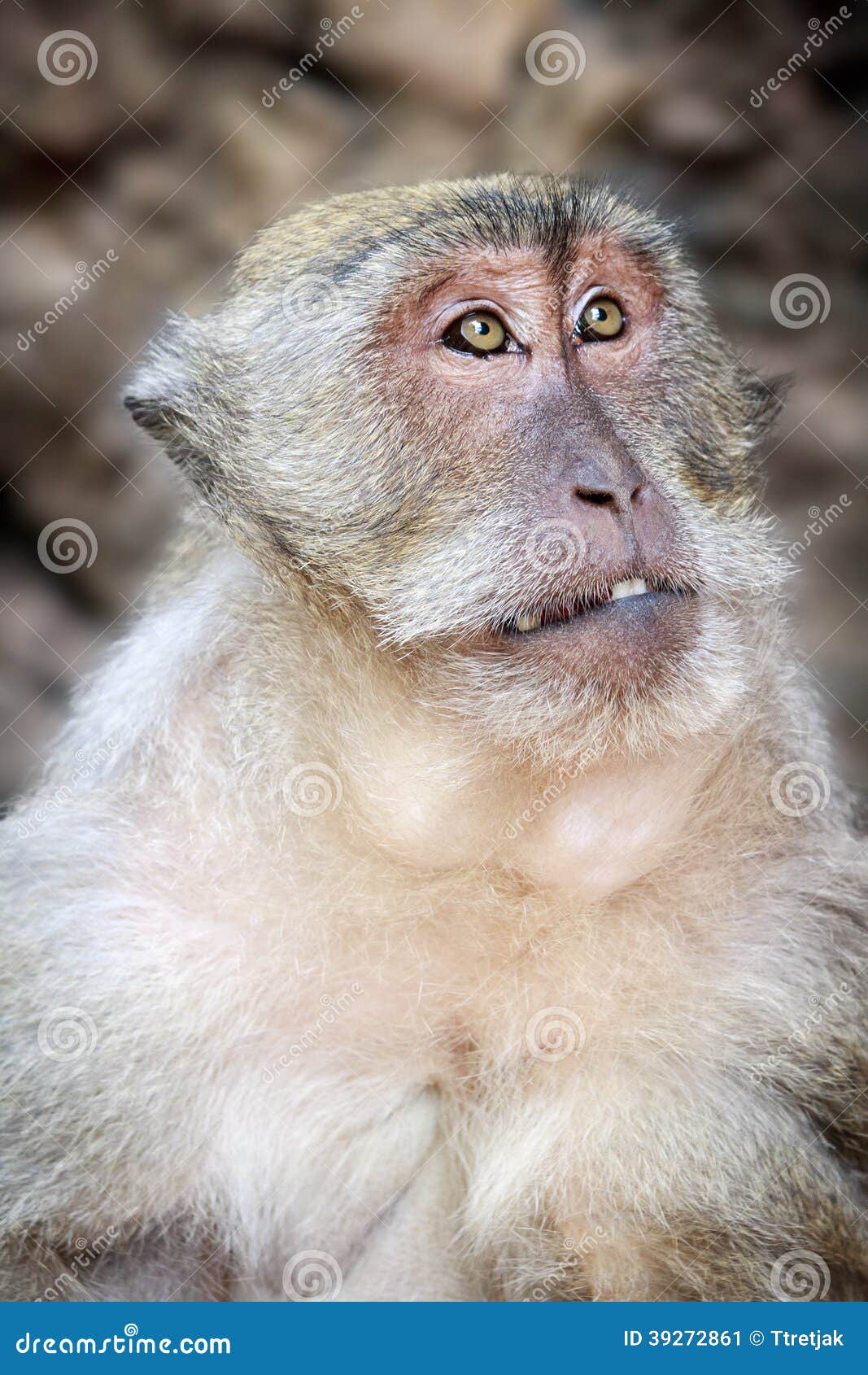 Macaque Monkey stock image. Image of looking, primate - 39272861