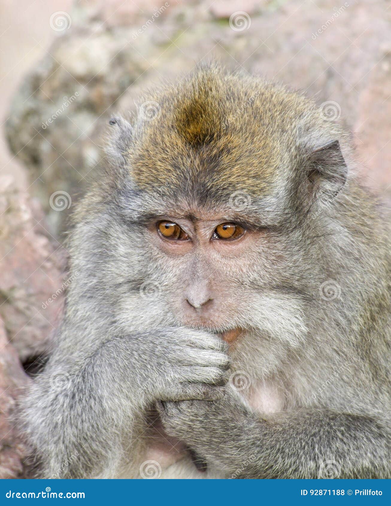 Macaque monkey portrait stock photo. Image of animal - 92871188