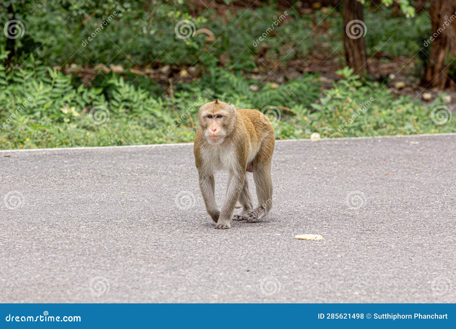 Macaque Monkey Portrait , Which Name is Long Tailed, Crab-eating or ...