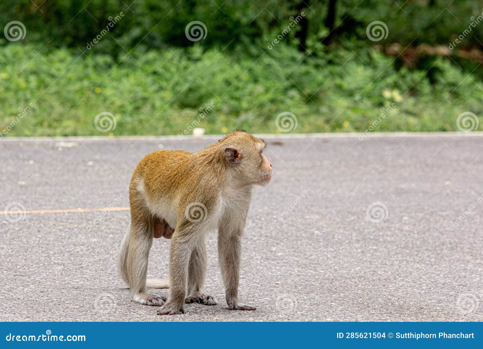 Macaque Monkey Portrait , Which Name is Long Tailed, Crab-eating or ...