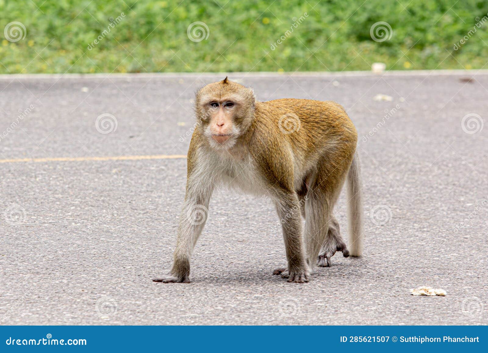 Macaque Monkey Portrait , Which Name is Long Tailed, Crab-eating or ...