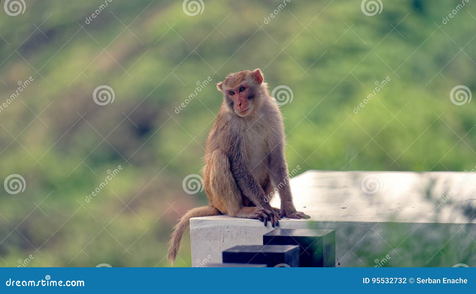 Macaque monkey on post stock photo. Image of outdoors - 95532732
