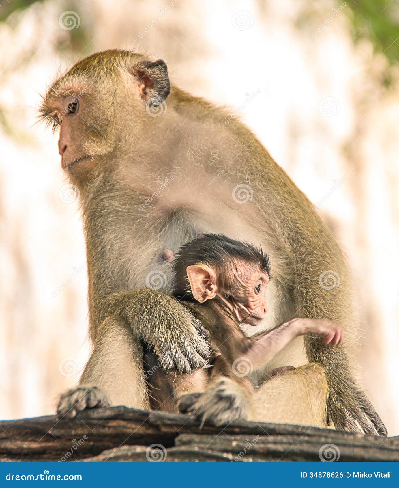 Macaque Monkey Protecting the Newborn Child Stock Photo - Image of ...