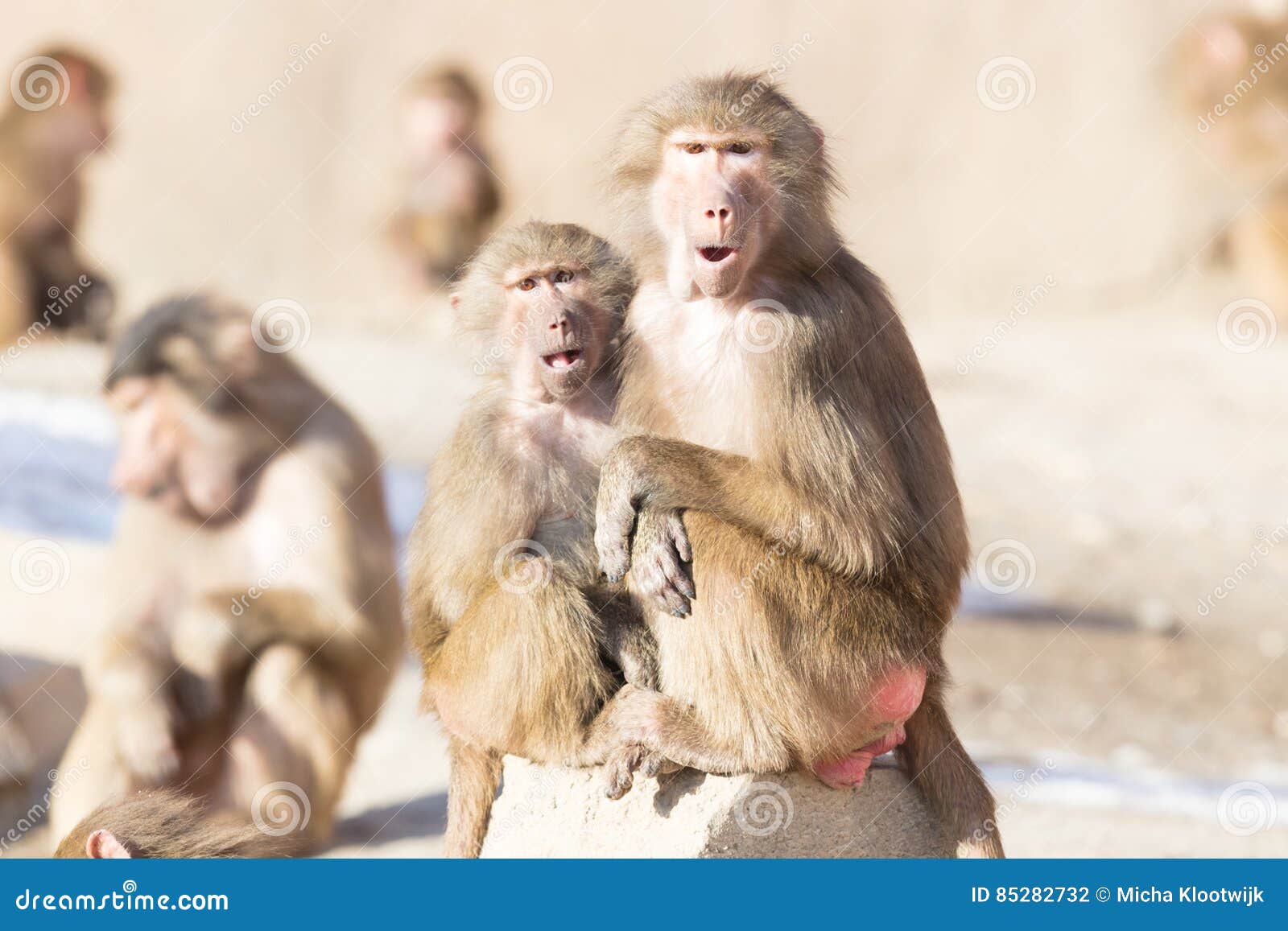 Macaque monkey resting stock photo. Image of bali, macaca - 85282732