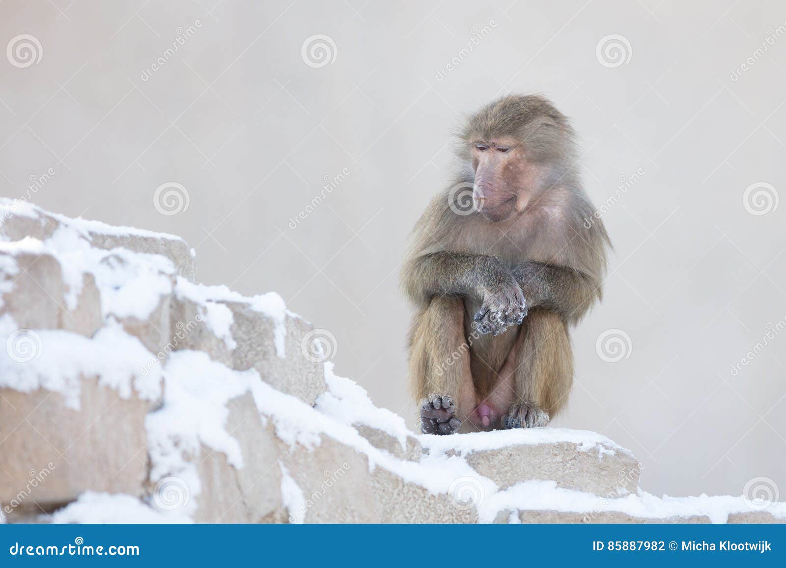 Macaque monkey resting stock photo. Image of male, group - 85887982