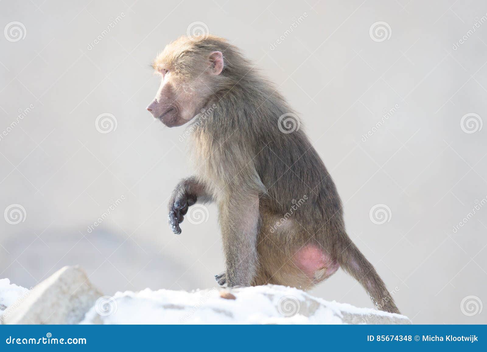 Macaque Monkey Searching Food Stock Photo - Image of baboon, east: 85674348