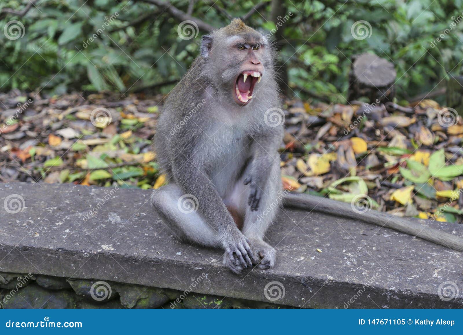 Macaque Monkey Shows Agression with Teeth Stock Image - Image of ...
