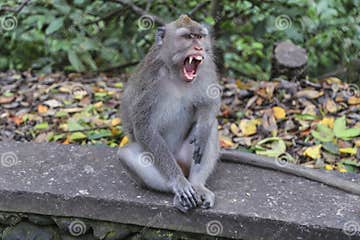 Macaque Monkey Shows Agression with Teeth Stock Image - Image of ...