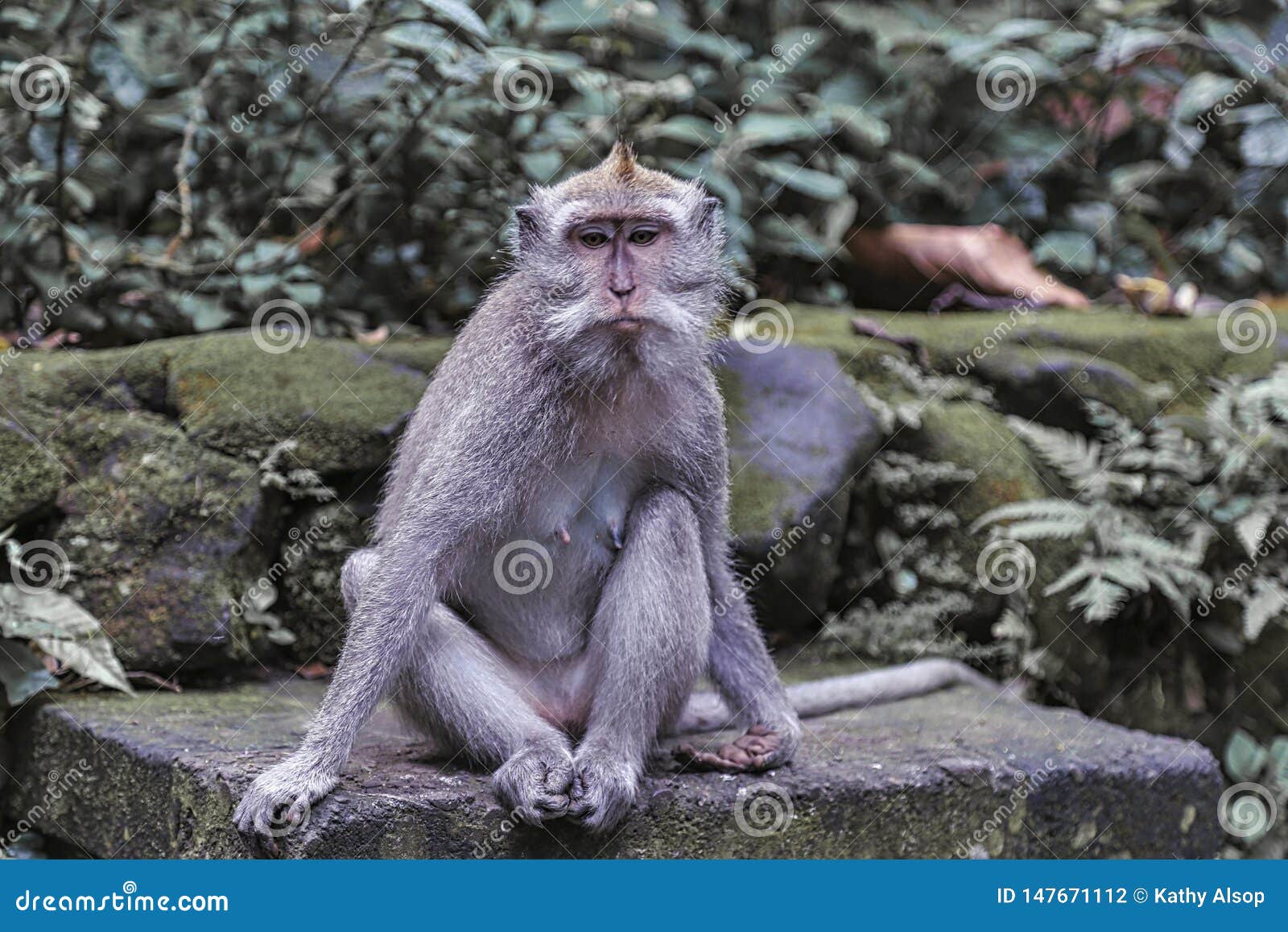 Macaque Monkey Eyes Have an Epression of Sadness. Stock Photo - Image ...