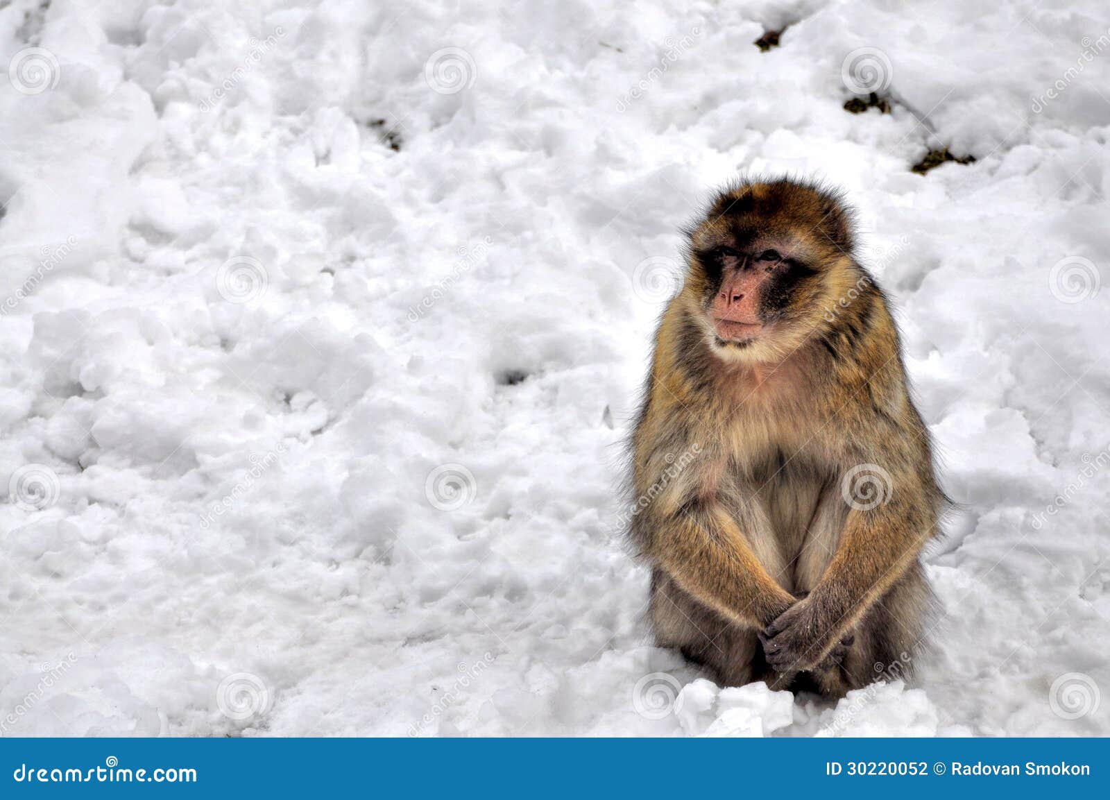 Monkey stock photo. Image of monkey, cute, winter, primate - 30220052