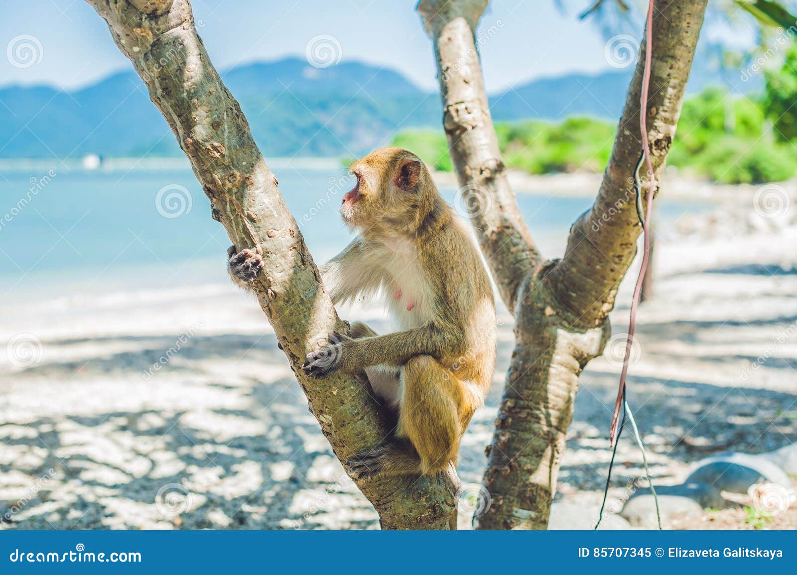 Macaque Monkey Sitting on the Tree. Monkey Island, Vietnam Stock Image ...