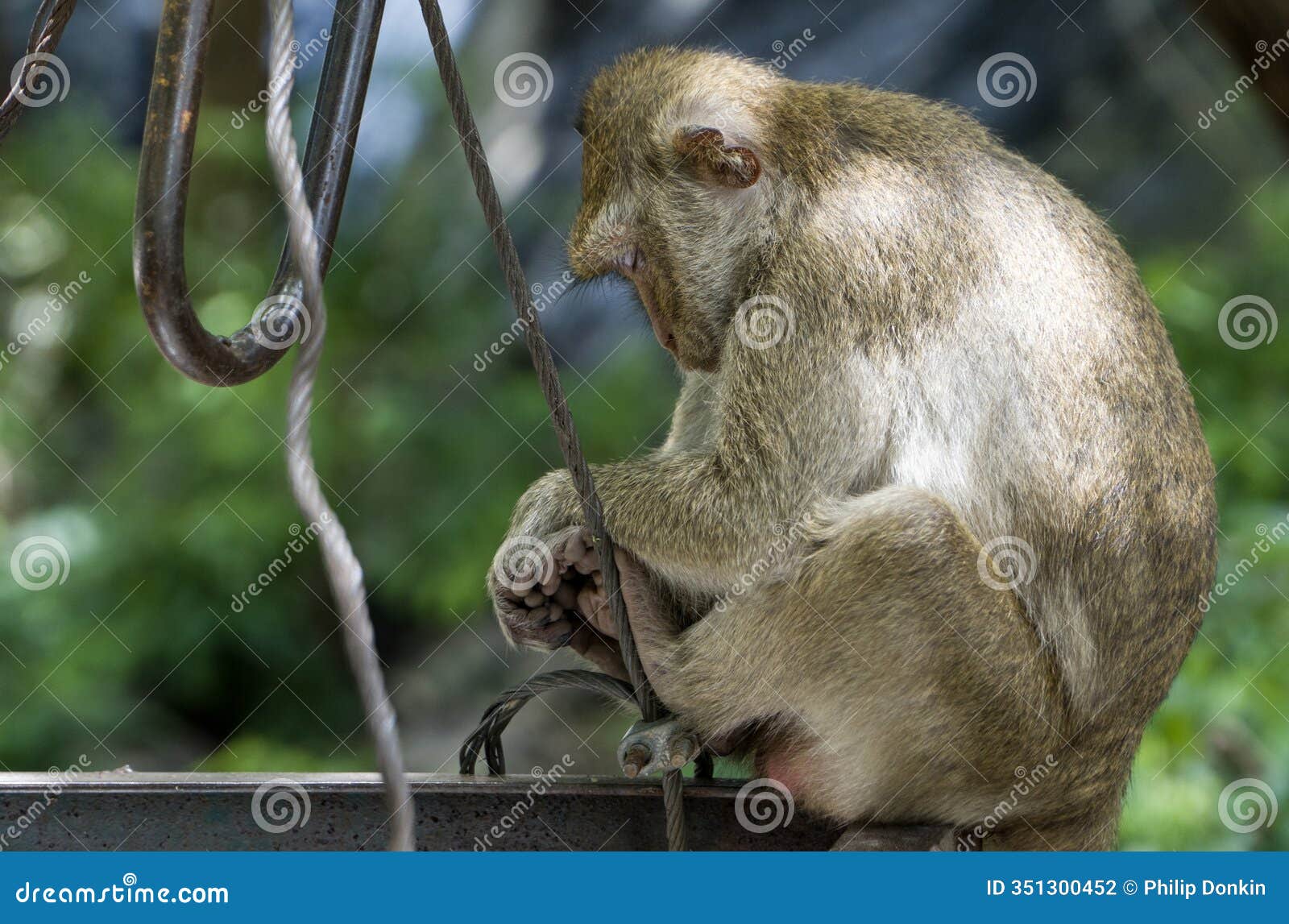 Macaque Monkey Sleeping on Manmade Structure Due To Deforestation and ...