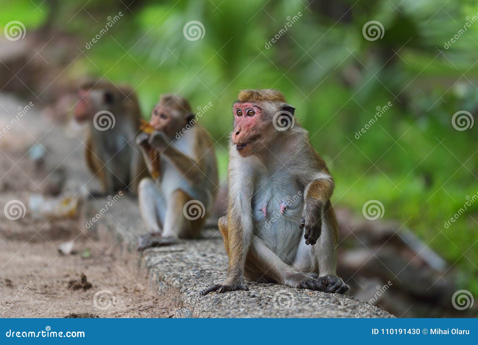 Macaque Monkey in Sri Lanka Stock Photo - Image of fast, lanka: 110191430