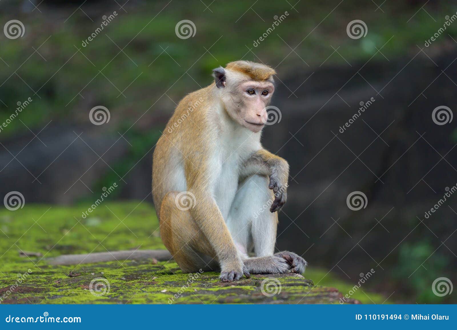 Macaque Monkey in Sri Lanka Stock Photo - Image of detail, filled ...