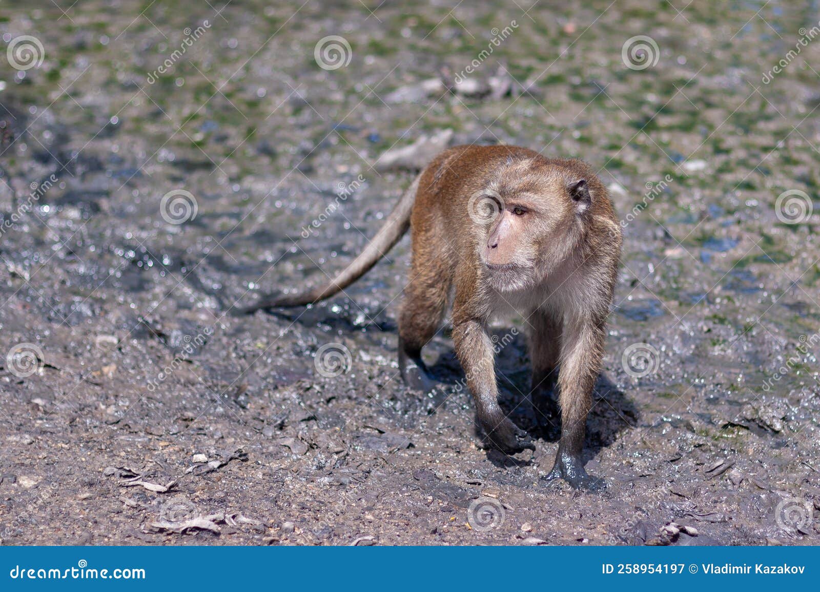 Macaque Monkey Stands in the Mud. Selective Focus, Blurred Background ...