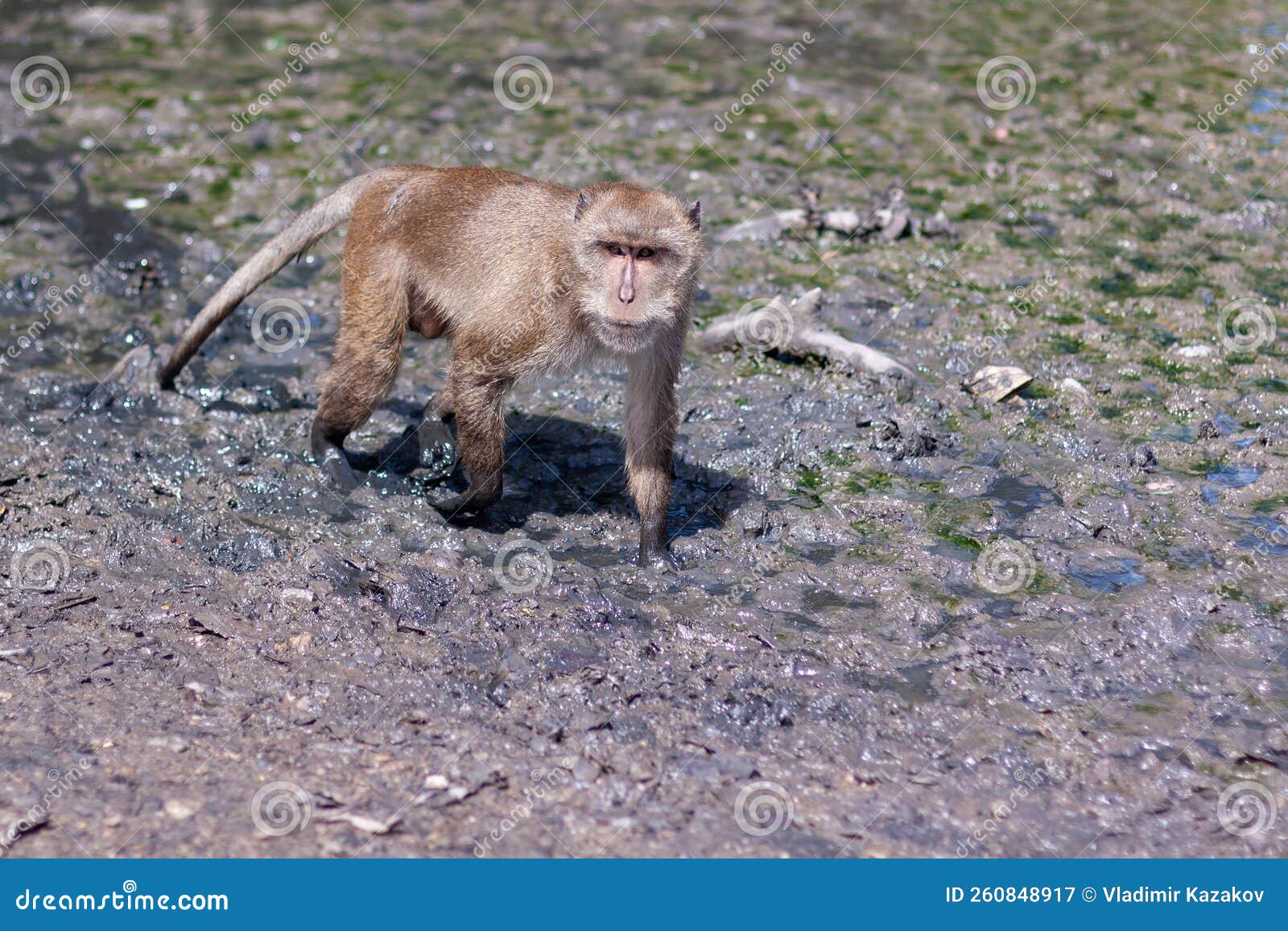 Macaque Monkey Stands in the Mud. Selective Focus, Blurred Background ...