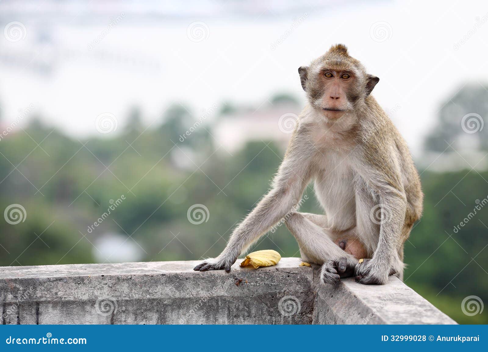 Macaque Monkey stock photo. Image of grass, infant, ancestor - 32999028