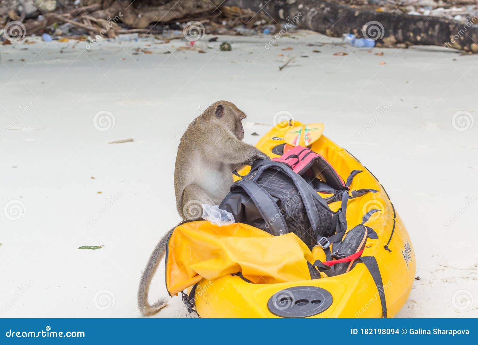 Macaque Monkey Stealing from a Backpack Stock Photo - Image of standing ...