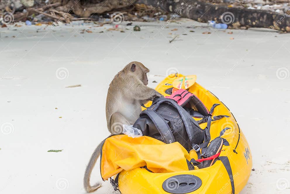 Macaque Monkey Stealing from a Backpack Stock Photo - Image of standing ...