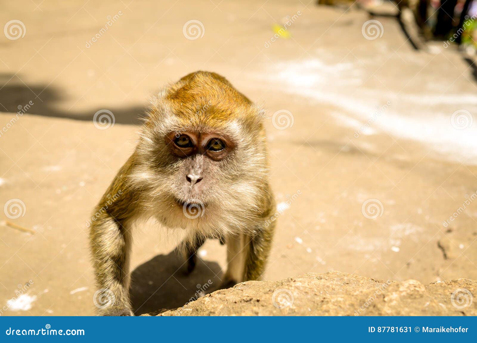 Macaque Monkey in Sunlight, Malaysia Stock Image - Image of cave, asia ...