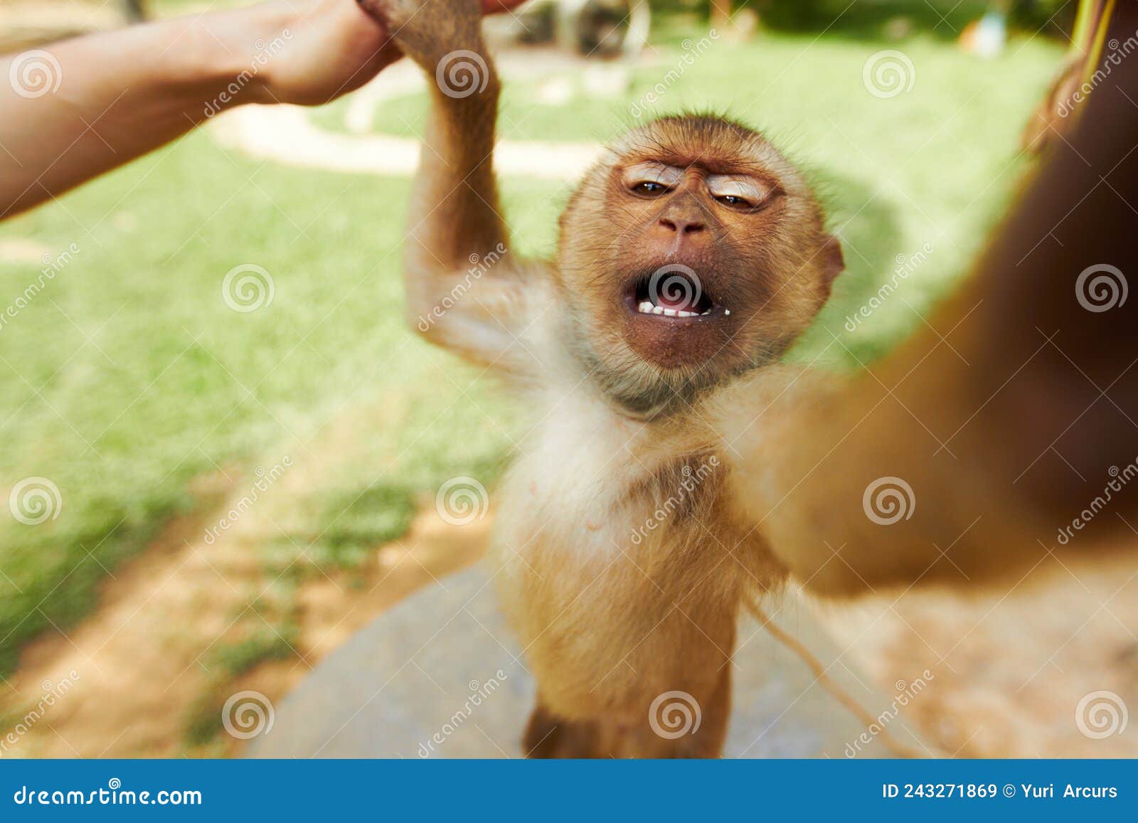 Thai Monkey Reaching. a Macaque Monkey in Thailand and Reaching Towards ...