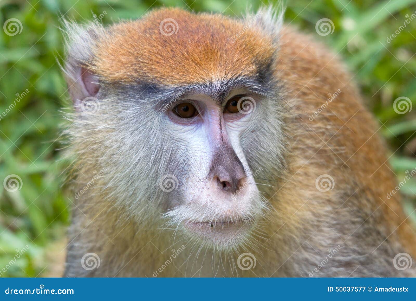 Macaque monkey thinking stock image. Image of foreground - 50037577