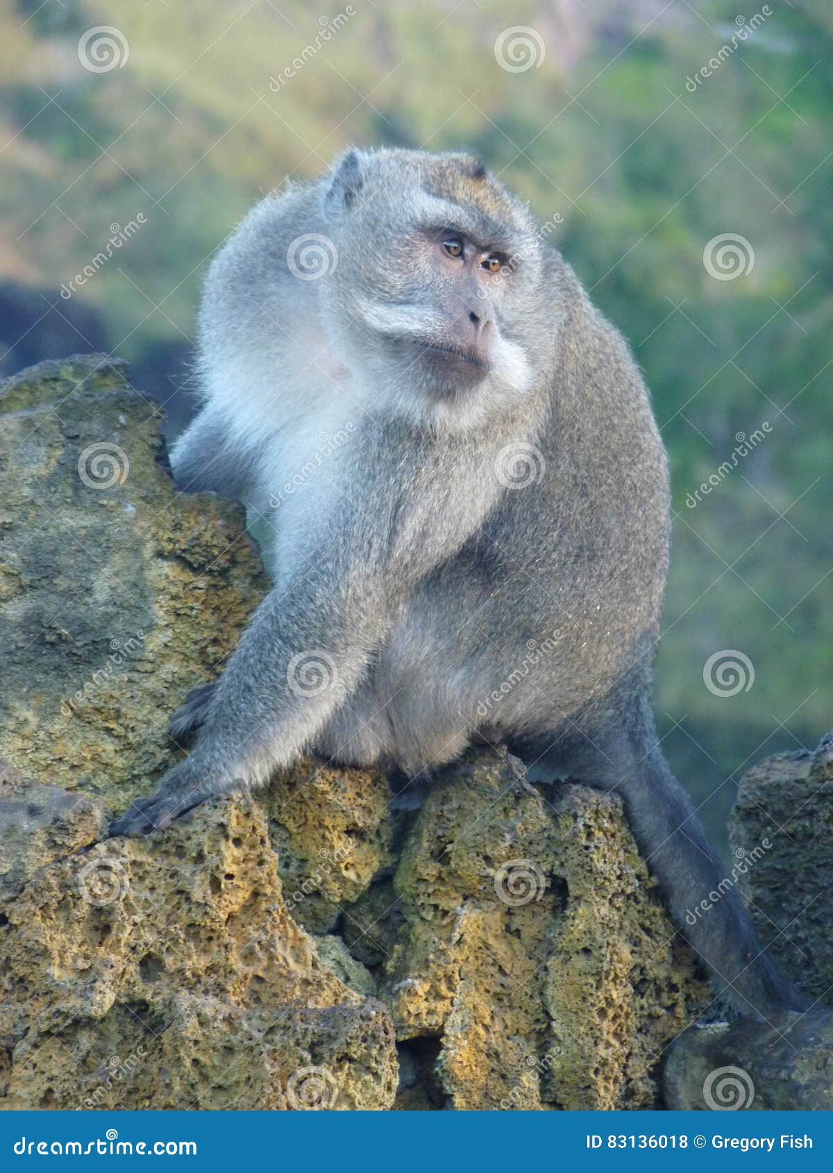 Macaque Monkey at the Top of the Batur Volcano. Stock Photo - Image of ...