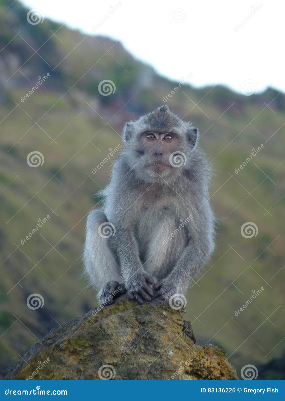 Macaque Monkey at the Top of the Batur Volcano. Stock Photo - Image of ...