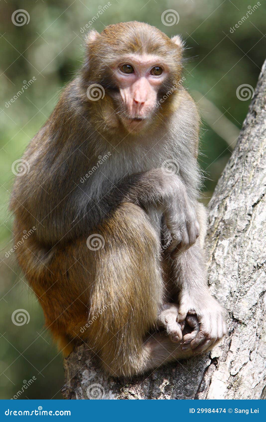 Macaque monkey stock photo. Image of life, rhesus, beast - 29984474